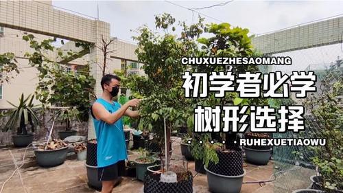 盆栽如何高产?记着一个修剪诀窍,1棵抵2棵产量,结构简单挂果多