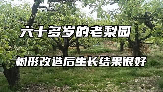 六十多岁的老梨树,树形改造后生长结果很好