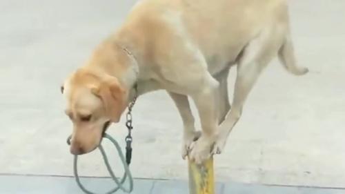 在街头看到这一幕,这狗是跟谁学的,还会表演杂技了 !