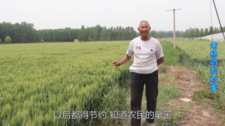小麦种植过程需要注意什么,听听杨大爷怎么说的,来看看吧