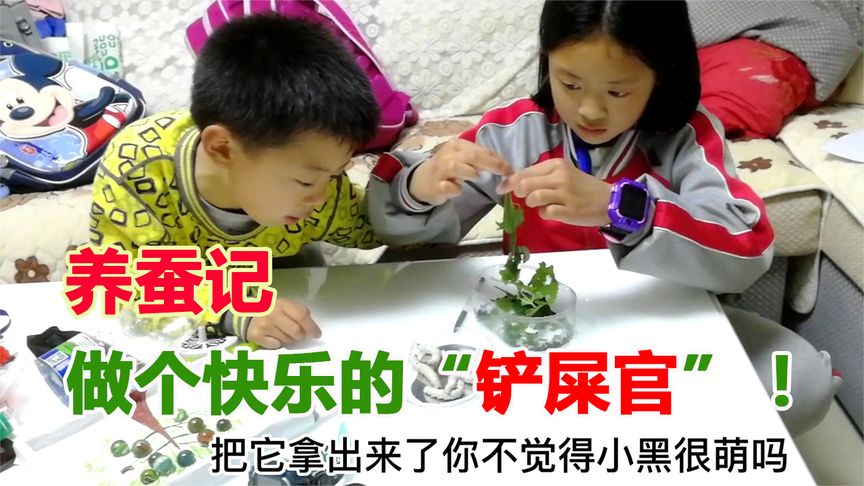 养蚕记:做个快乐的“铲屎官”!刚换的桑叶就被吃了一大圈!