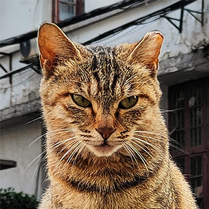 布鲁猫惠斯杏仁 