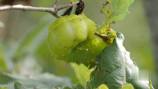 舌尖丹东:丹东有各种各样的养殖,来看看蚕宝宝的一生吧,柞蚕