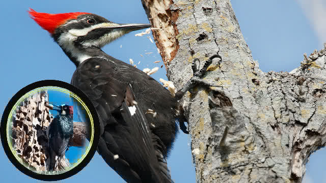 啄木鸟鸟设崩塌?吸食幼鸟脑髓残害树木,它是害鸟?