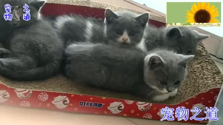 主人给猫宝宝们放动画片《猫和老鼠》,几只小奶猫的表情太有趣了