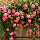 曾经的微笑生活趣 