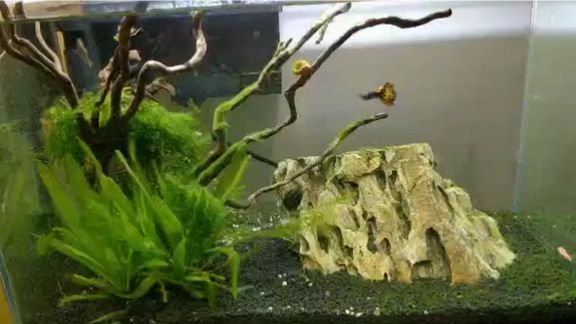 松皮石#沉木造景#小缸#暴藻