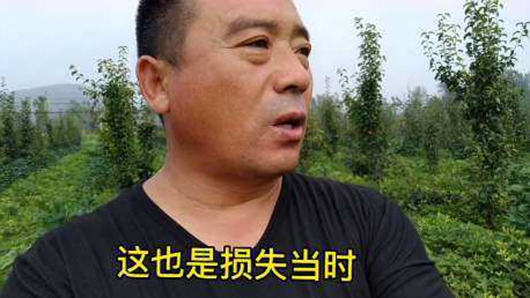 农民张哥260000元买果树苗,三年后结果才知被坑,时间太久难维权