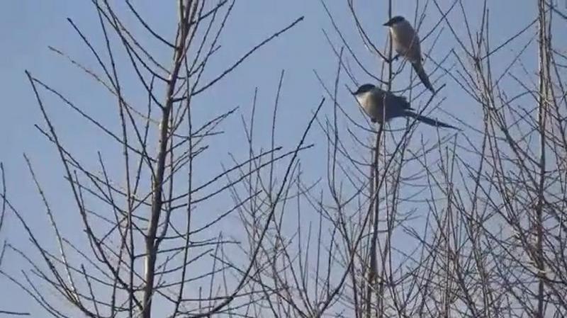 森林里的鸟儿真好看 鸟儿