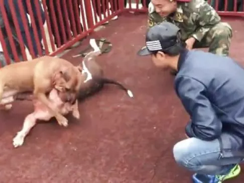 猛犬斗狗血腥打斗