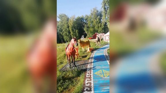 打卡新疆白桦林公园,偶遇“汗血宝马”