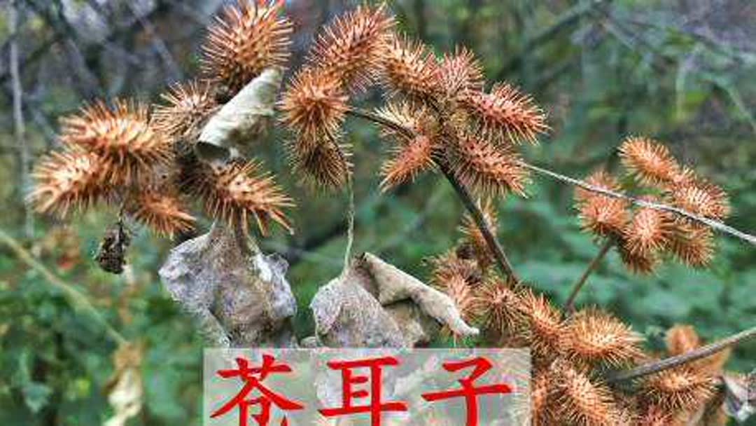 农村常见的苍耳子,生活中解决了很多男女的烦恼?看完视频涨知识