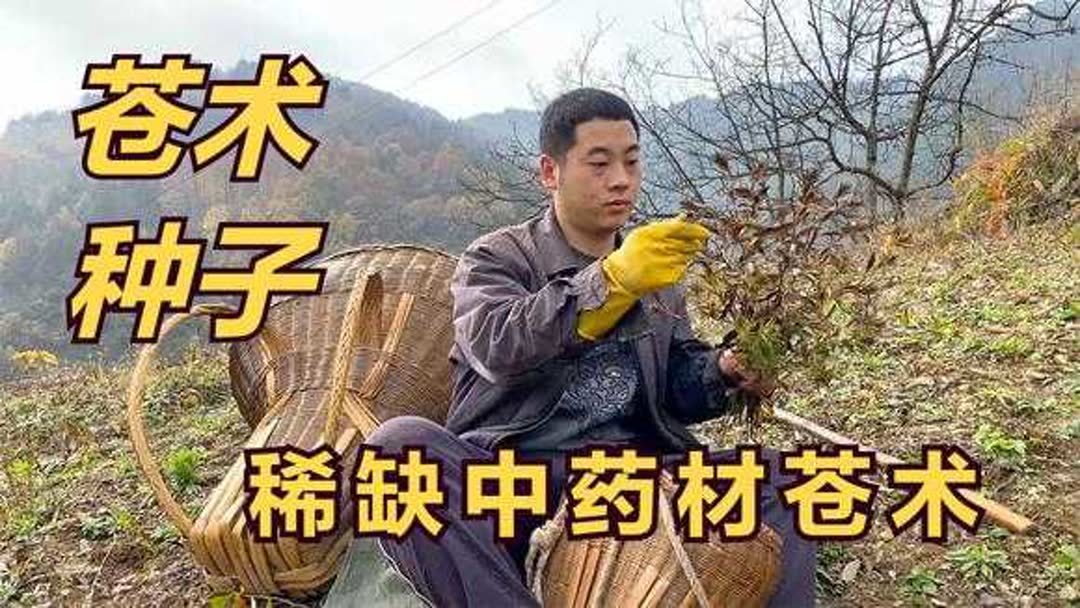 采摘中药材苍术种子,几百块一斤很是稀罕,农民可用闲置土地种植