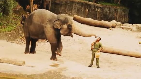 大象表演,各种搞怪表情一起上,高潮迭起,观众各种笑翻场!