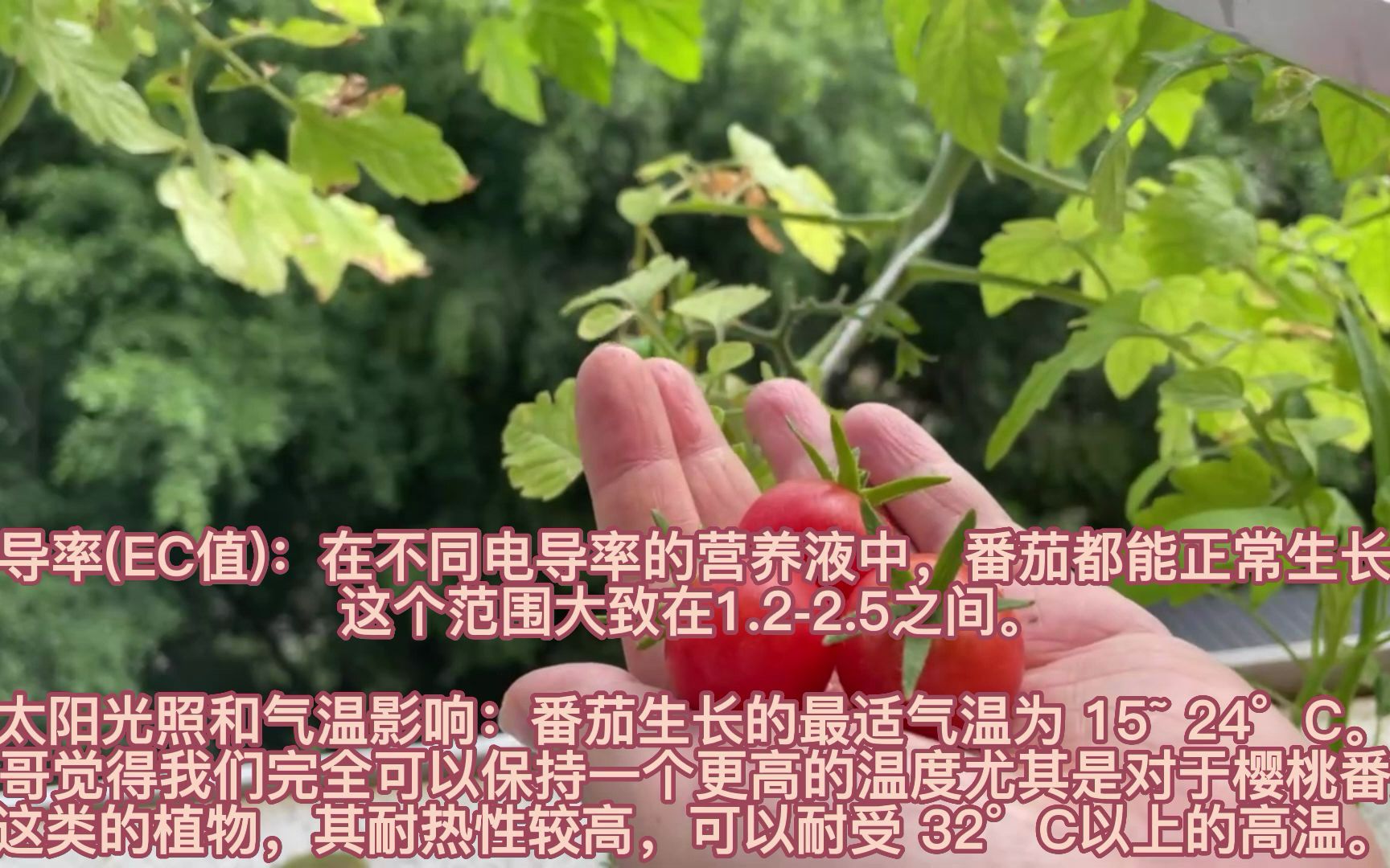 常见的无土栽培作物之番茄的栽培指南!这个夏天实现番茄自由!