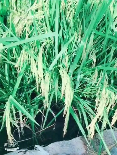 即将成熟的水稻!