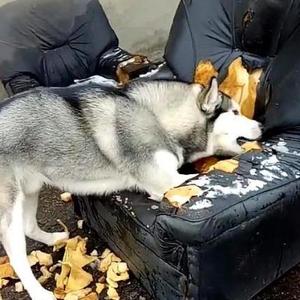 上海常进进维修技术有限公司 