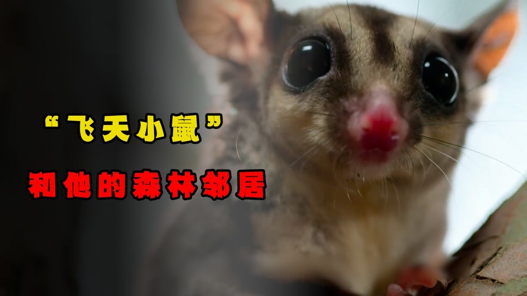 动物生无常,森林里的灾难,居民区里的奇幻动物生