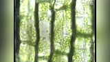 高中生物实验视频 04用高倍显微镜观察叶绿体和线粒体