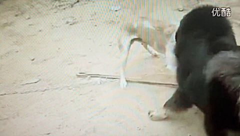 杜高犬pk藏獒打架视频