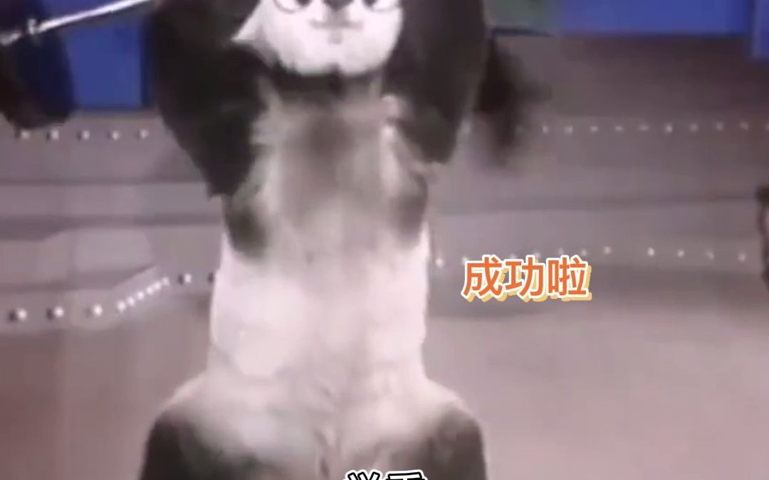 以前的春晚你甚至能看到国宝熊猫