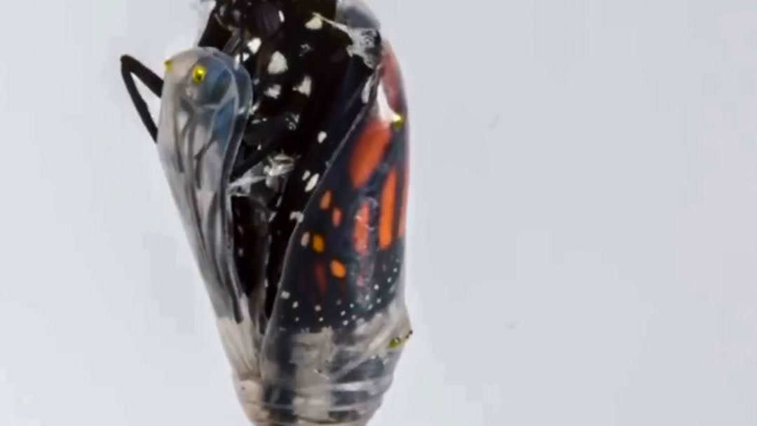 高清摄像机记录50秒蝴蝶破茧成蝶的全过程