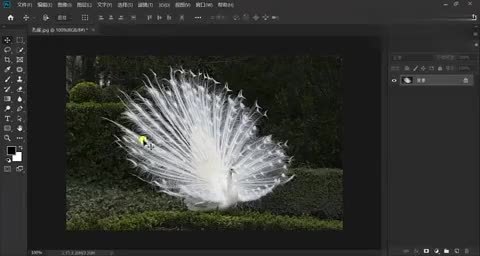 ps教程:万物皆可抠,快速抠取图片中的孔雀!
