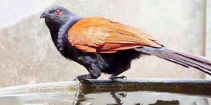 这种鸟有很高的药用价值,导致人类大量捕杀,成为了稀有动物!