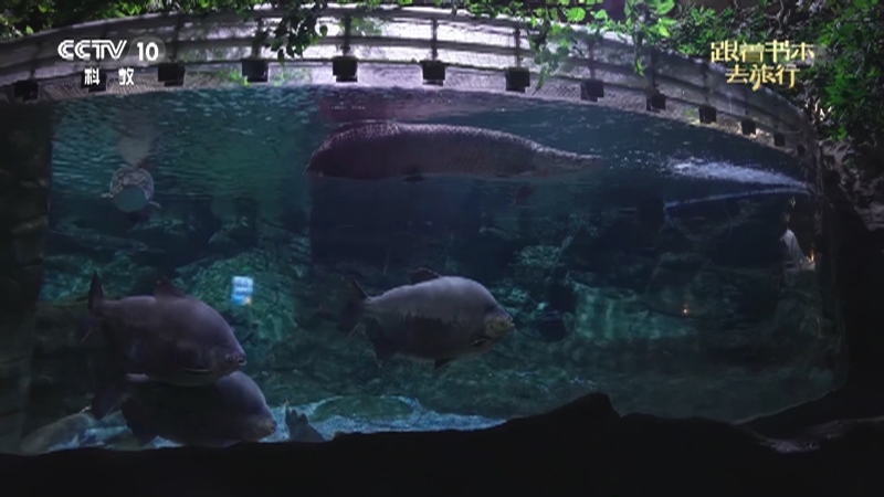 【跟着书本去旅行】水中的庞然大物竟是“胆小鬼”?