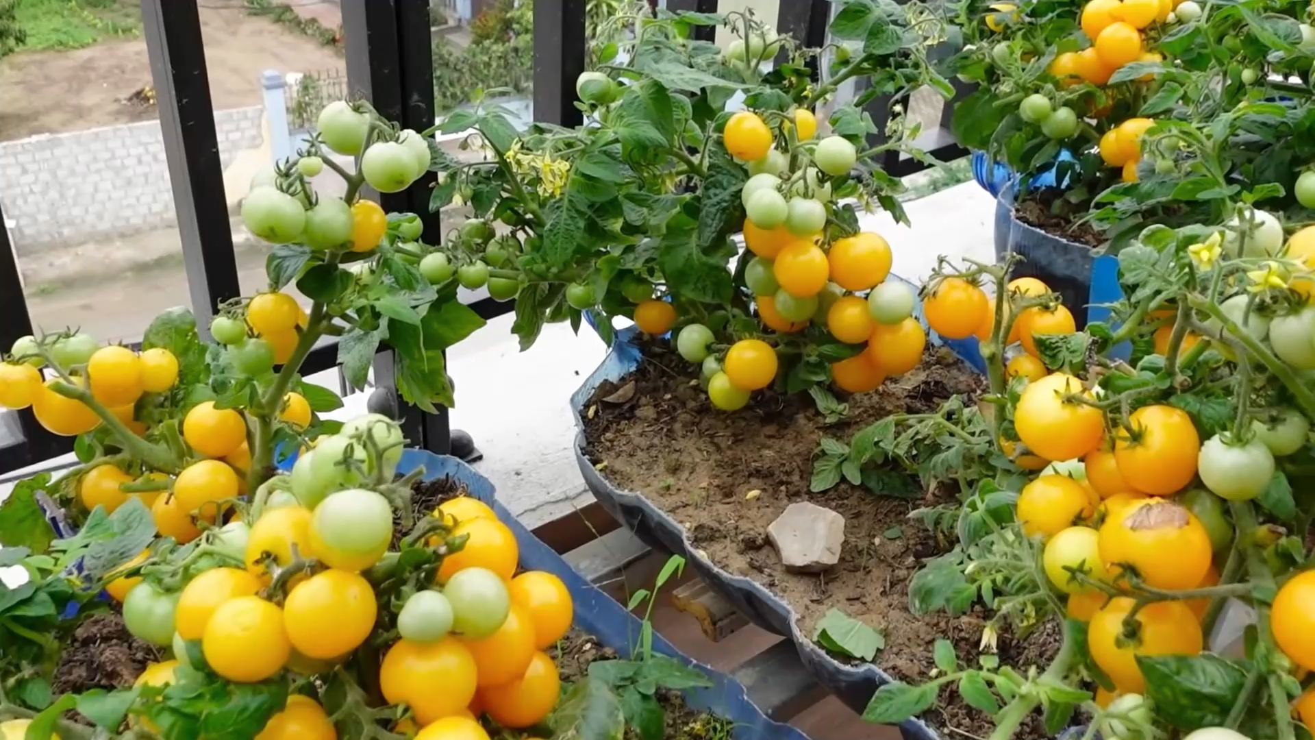 在阳台种植小番茄,教你两小技巧,让你种的番茄吃不完