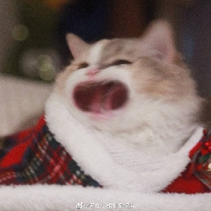 轻轻崩溃了一下 