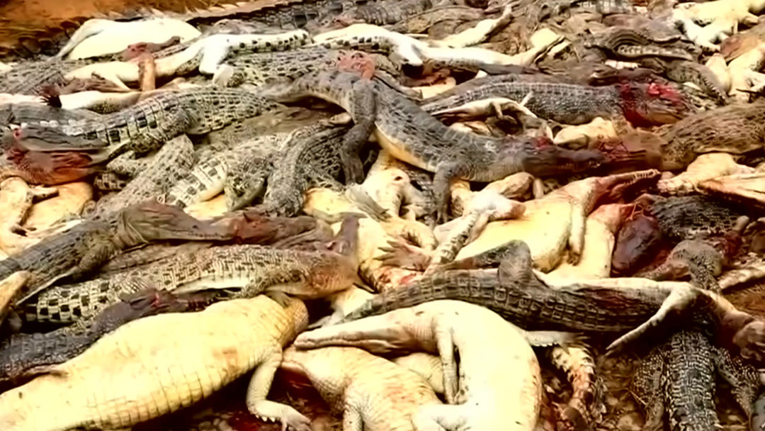 印尼鳄鱼咬死一男子,愤怒民众杀死三百条鳄鱼报复