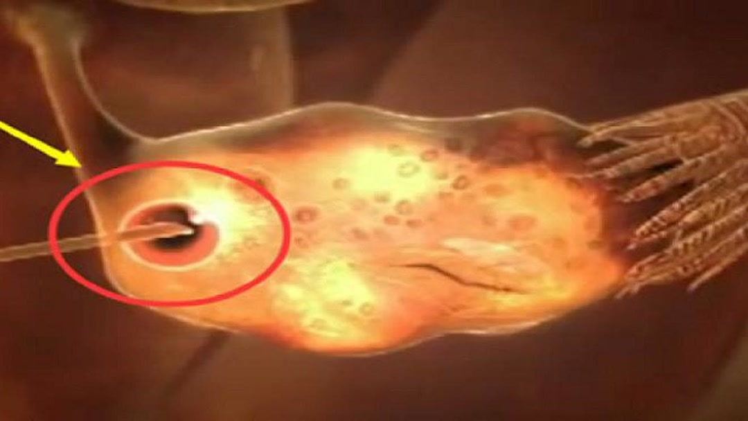 女性做试管婴儿到底有多痛?3D动画演示全过程,答案一目了然!