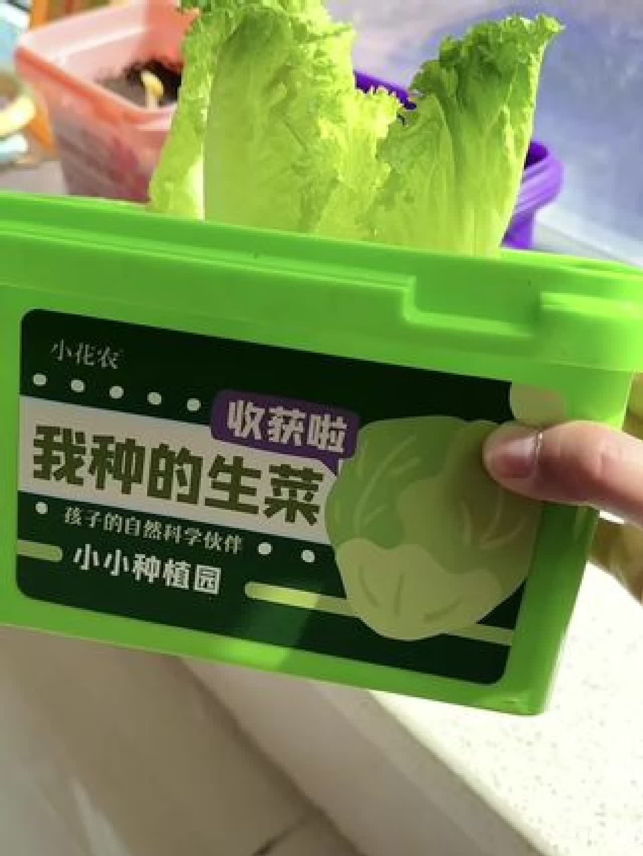...可以零距离观察植物生长的过程,多款蔬菜花卉#家庭种植#亲子实验 #...