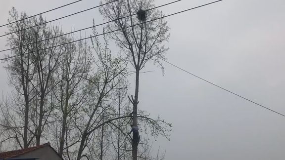 砍树把鸟窝一起砍下来了鸟:“家都被偷了!” 哈哈哈 实在抱歉哈!