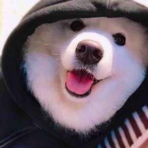 乌龙拍咪掌 