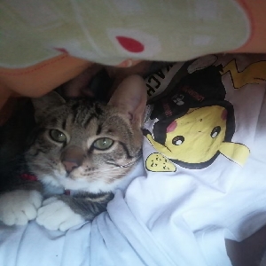 阿冬的猫猫 