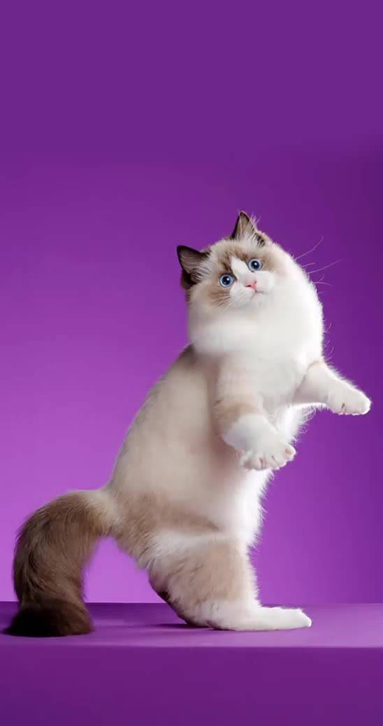 PS万物皆可抠之抠取毛发动物!