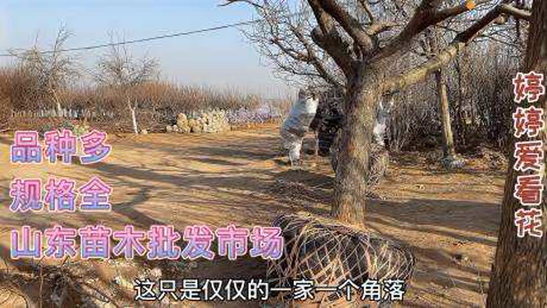 实拍山东苗木市场,批发苗木的商家多如牛毛,什么规格的果树都有
