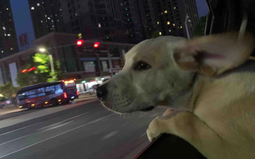 爱 兜 风(疯) 的 狗 子 们 (治愈版)