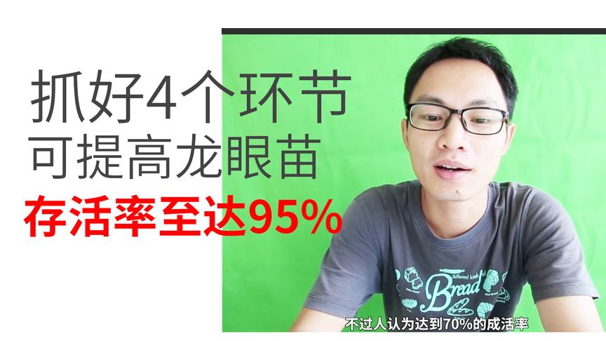 抓好4个环节,可提高龙眼苗存活率至达百分之95