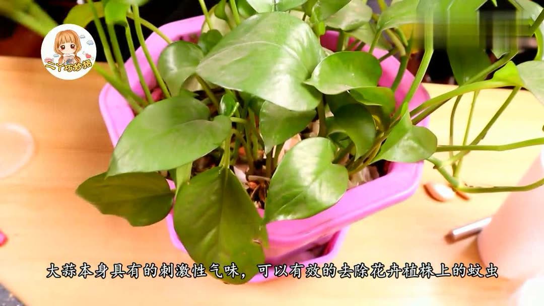 把大蒜切碎后扔进花盆里还有很多用途,可惜才知道,快试试