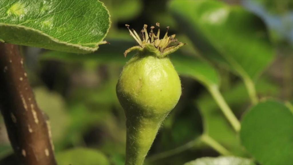 延时摄影之梨树开花结果