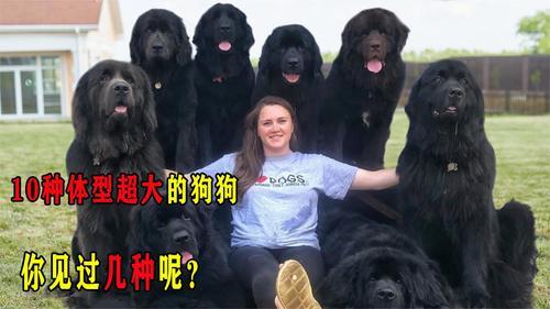 大型犬都有哪些?清点10种体型超大的狗狗,你见过几种呢?