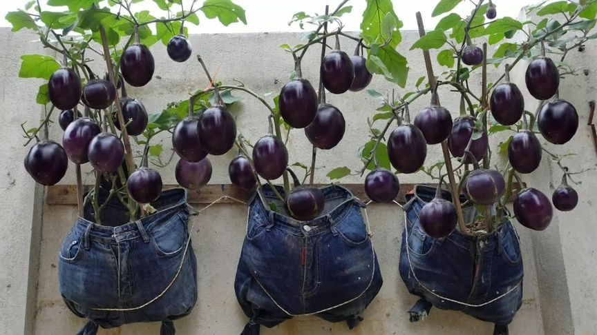 #新农人计划2023 #种植小技巧