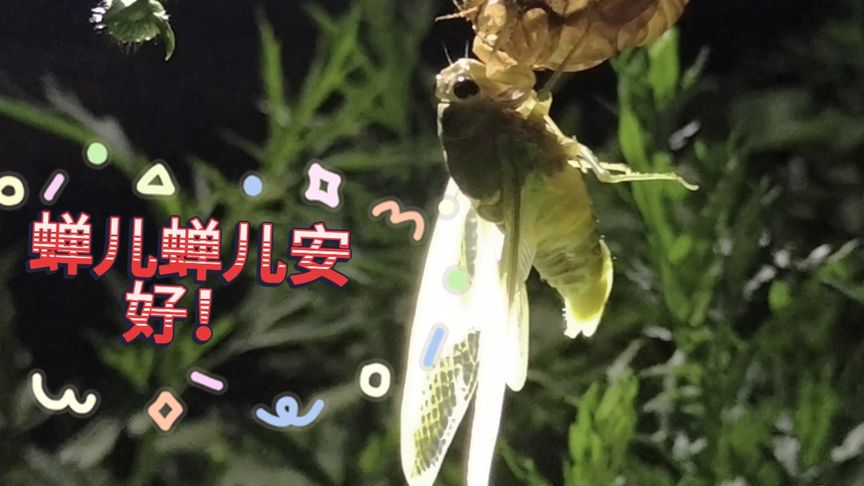 一边是生的飞跃,另一边是死亡的毁灭。蝉儿,蝉儿,安好!