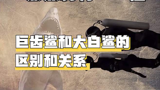 巨齿鲨和大白鲨的区别和关系