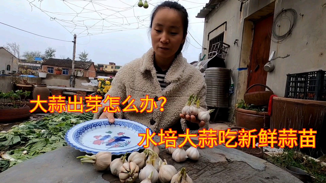 大蒜出芽了,农村媳妇用盘子水培大蒜,在家就有新鲜的蒜苗吃