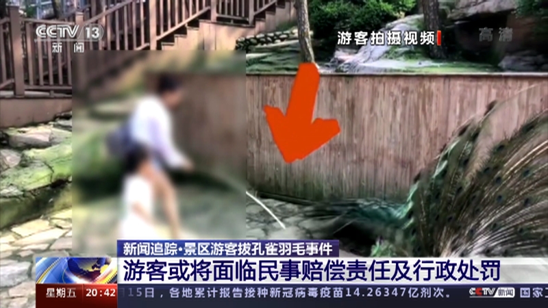 ...追踪·景区游客拔孔雀羽毛事件 游客或将面临民事赔偿责任及行政处罚