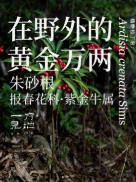 #一日一植物 是春节花市的 黄金万两 也是一味中药材·朱砂根;在野外...